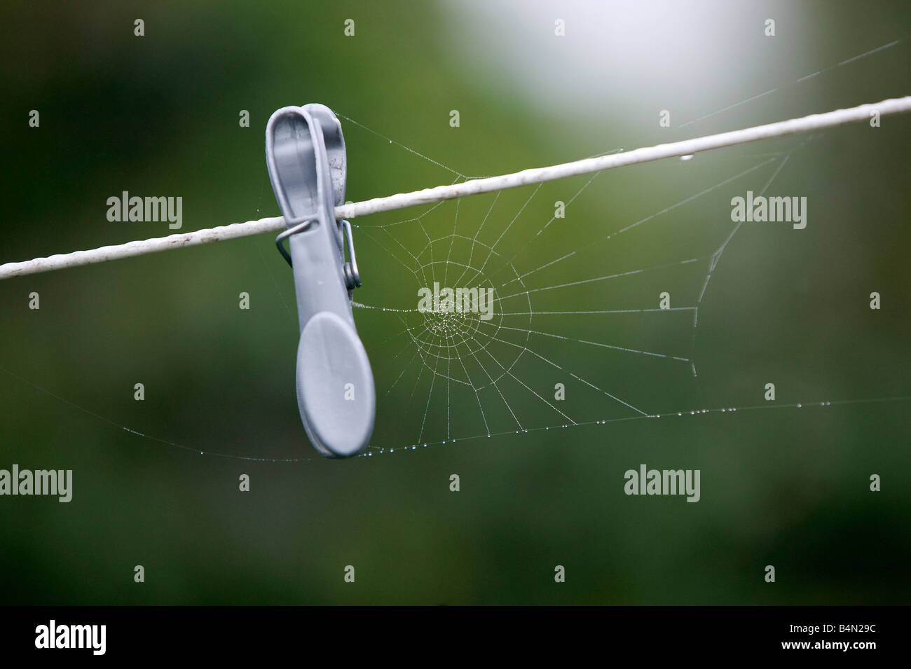 A cobweb forms between a peg and a washing line Stock Photo - Alamy