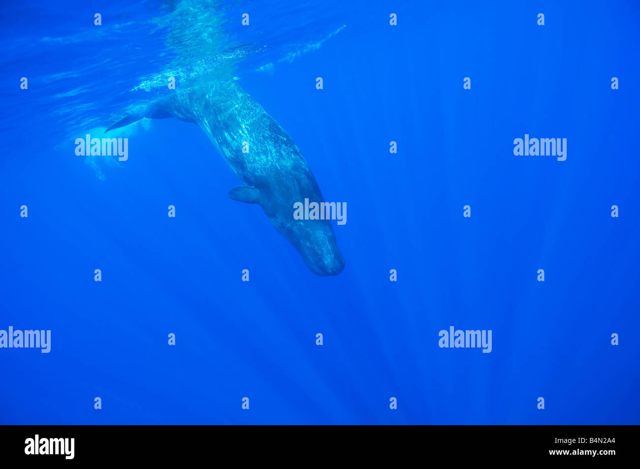 sperm whale underwater, Physeter catodon, Physeter macrocephalus, Azores Stock Photo - Alamy
