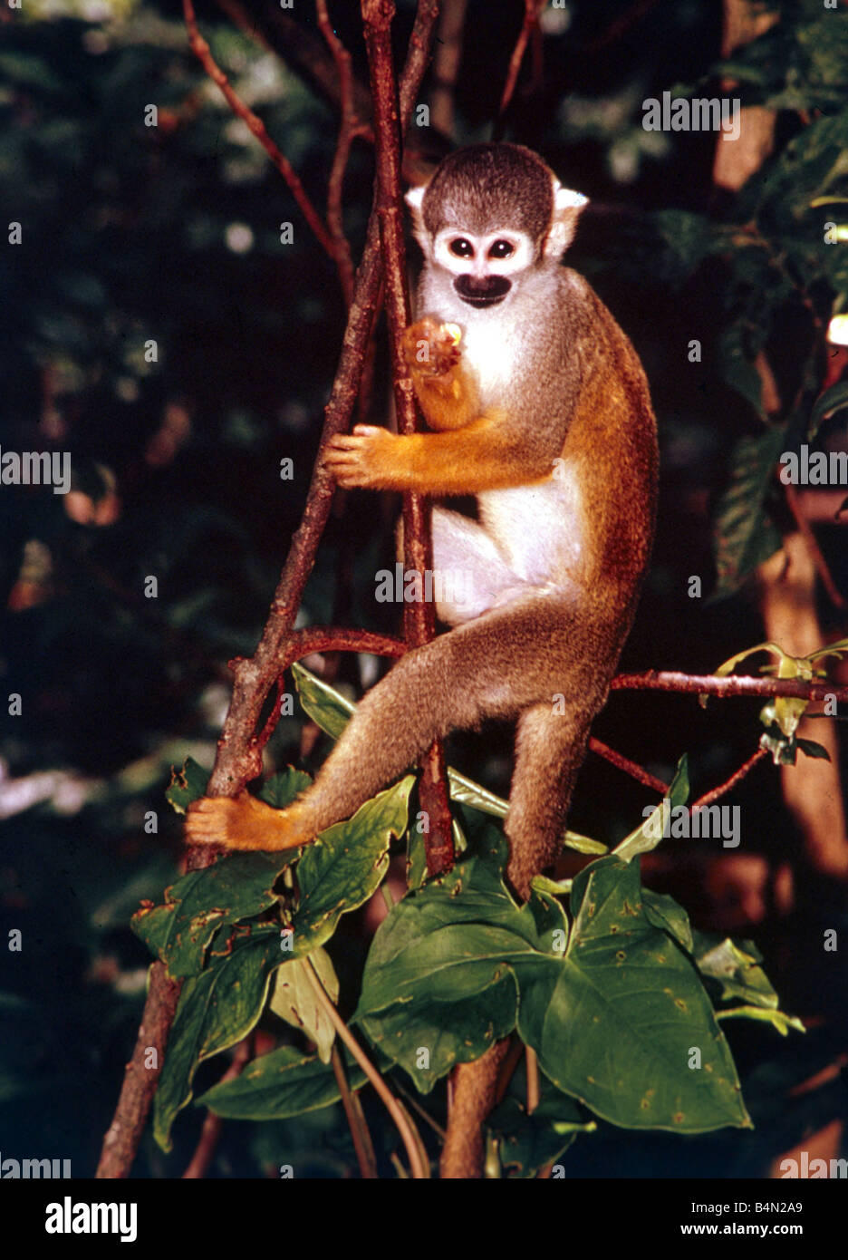 A squirrel monkey climbing trees in the Amazon rainforest January 1990 ...