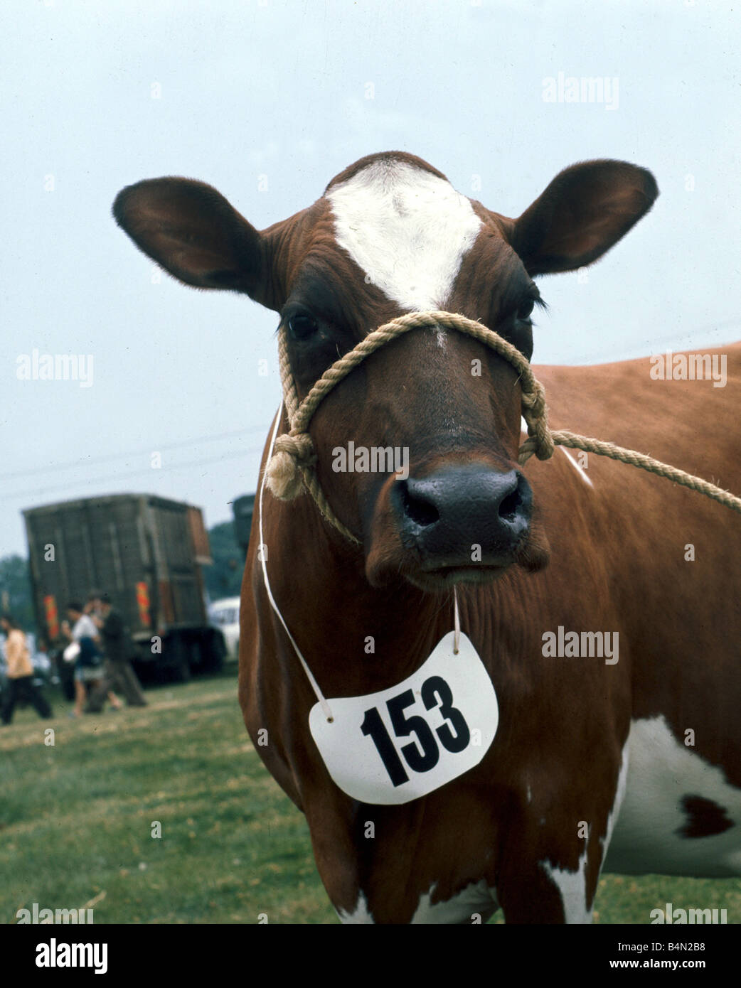 A cow at the Kent Show in Detling near Maidestone October 1973 Stock ...