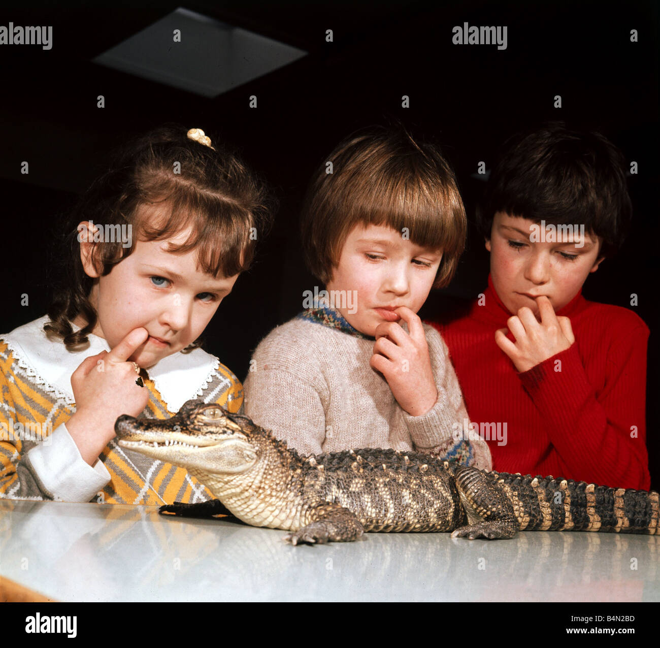 School children studying a baby alligator in a zoology lesson at Bent ...