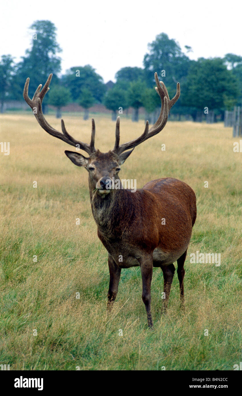 Red deer out in the fields September 1979 Stock Photo - Alamy