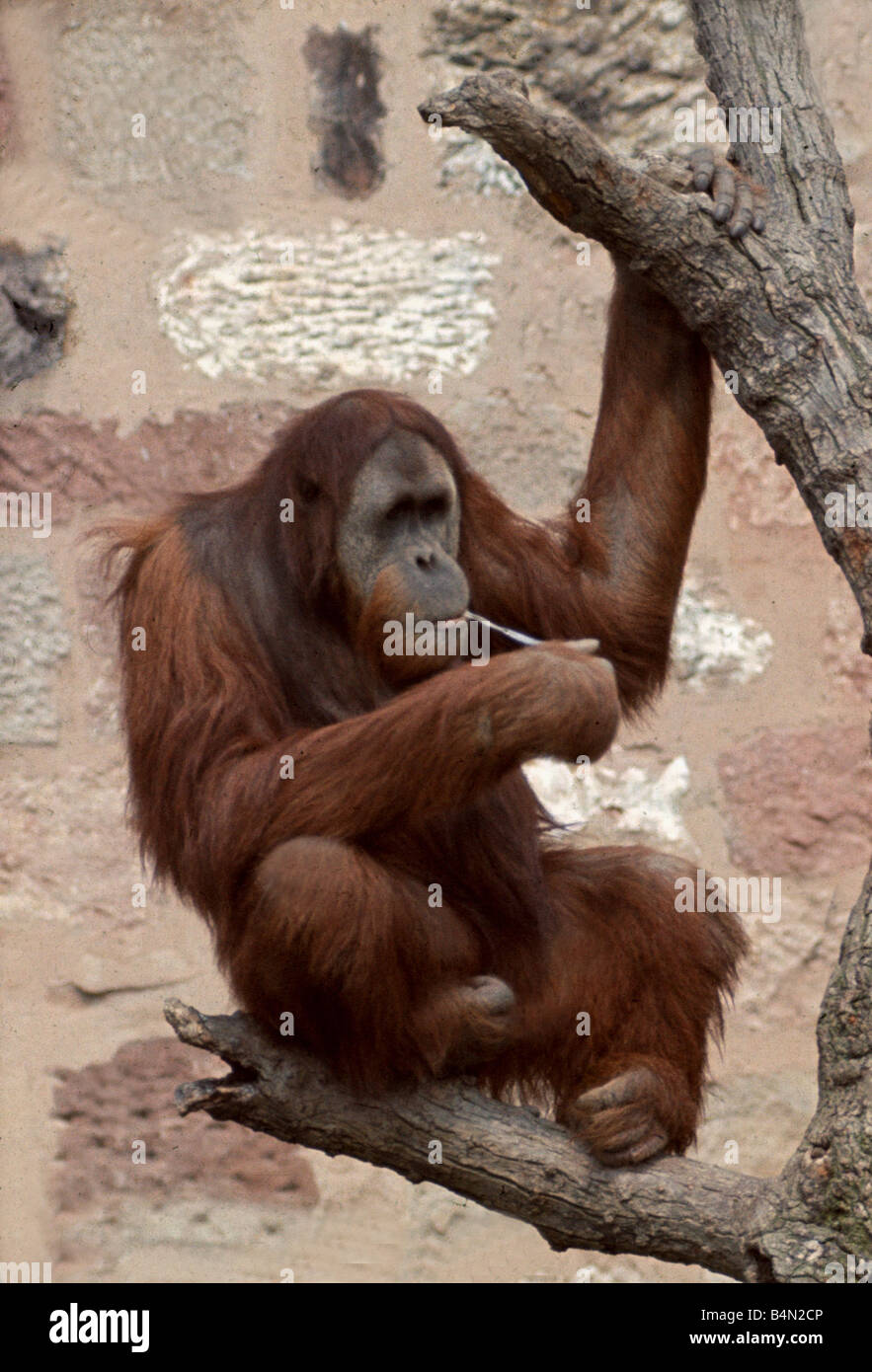 Monkey chewing on a stick underneath the tree in Chester Zoo July 1969 ...
