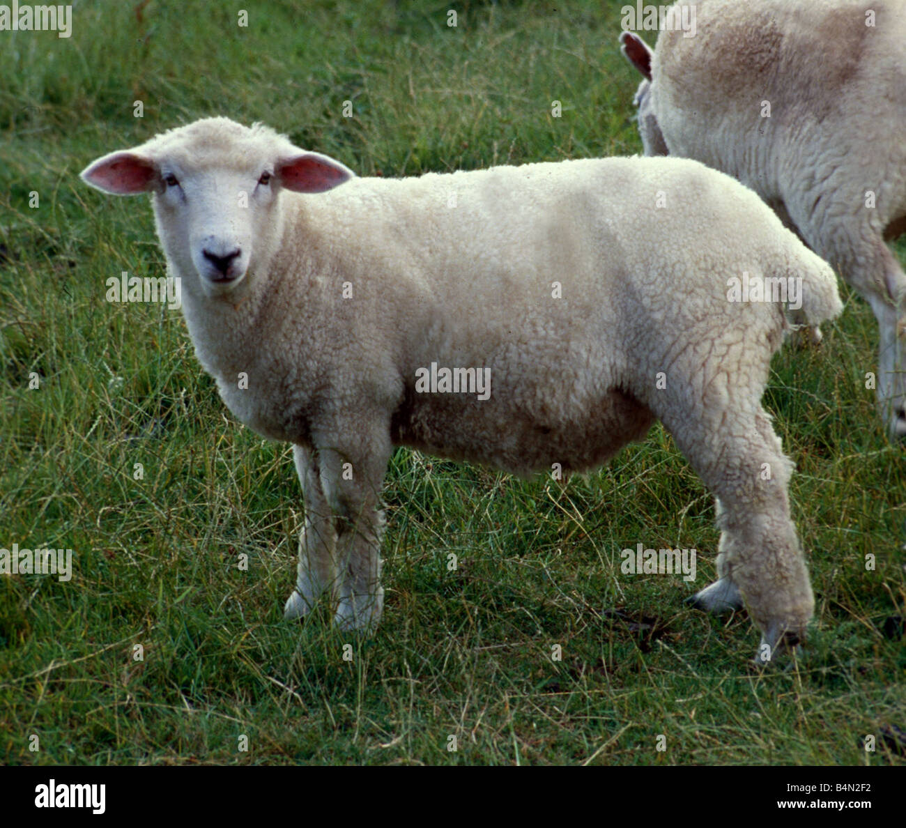 Oxford Down sheep at a farm in England January 1980 Stock Photo - Alamy