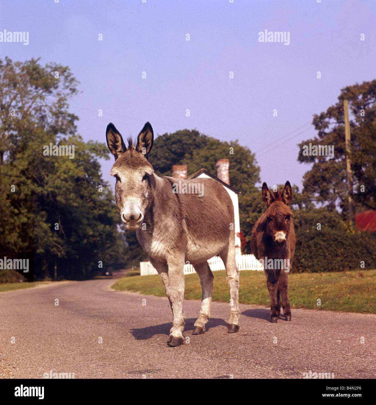 Donkeys on a country road January 1972 Stock Photo - Alamy