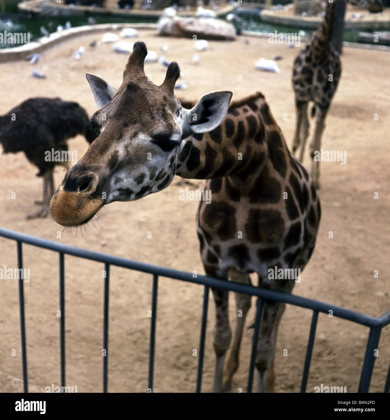 A Giraffe peering over the fence at Barcelona Zoo Giraffe May 1972 ...