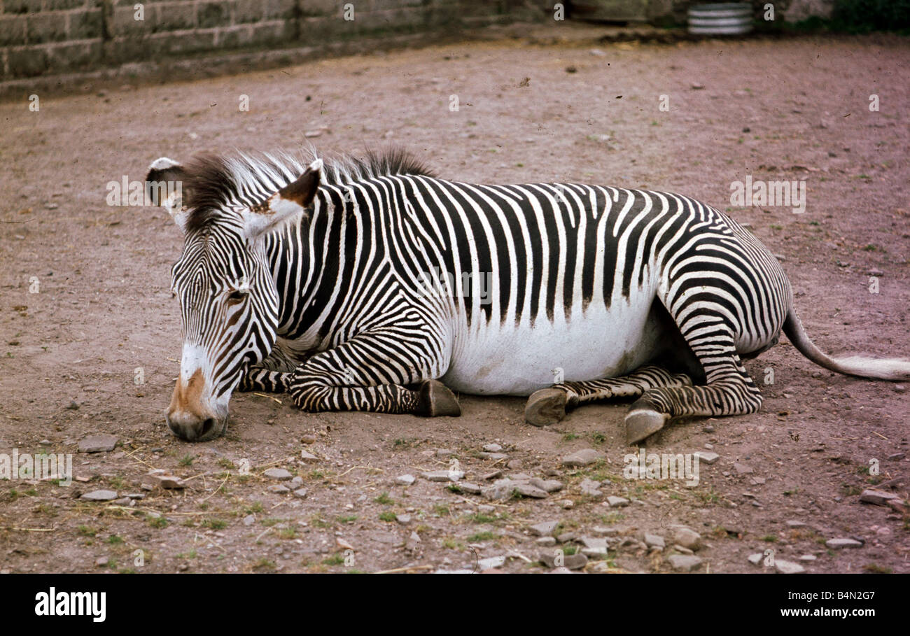 A Zebra at Chester Zoo Circa 1990 Stock Photo - Alamy