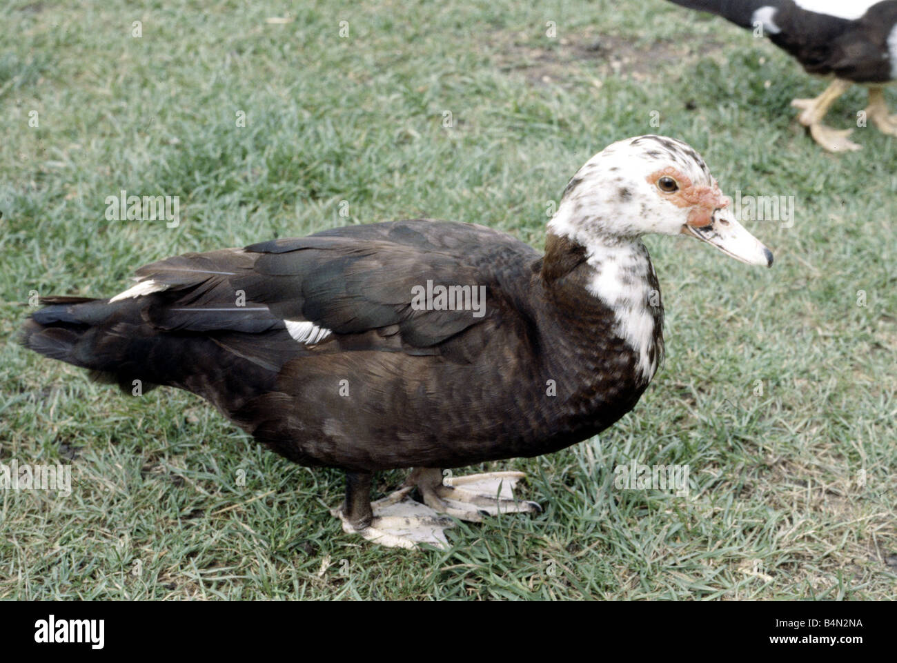 A Muscovy duck on a farm January 1980 Stock Photo - Alamy
