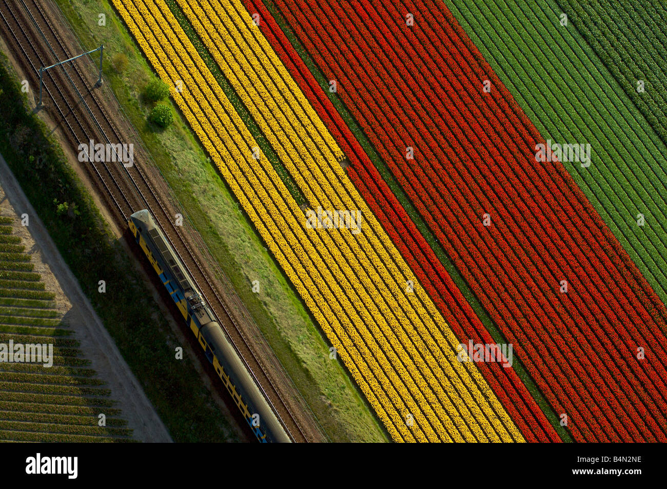 Netherlands tulip train hi-res stock photography and images - Alamy