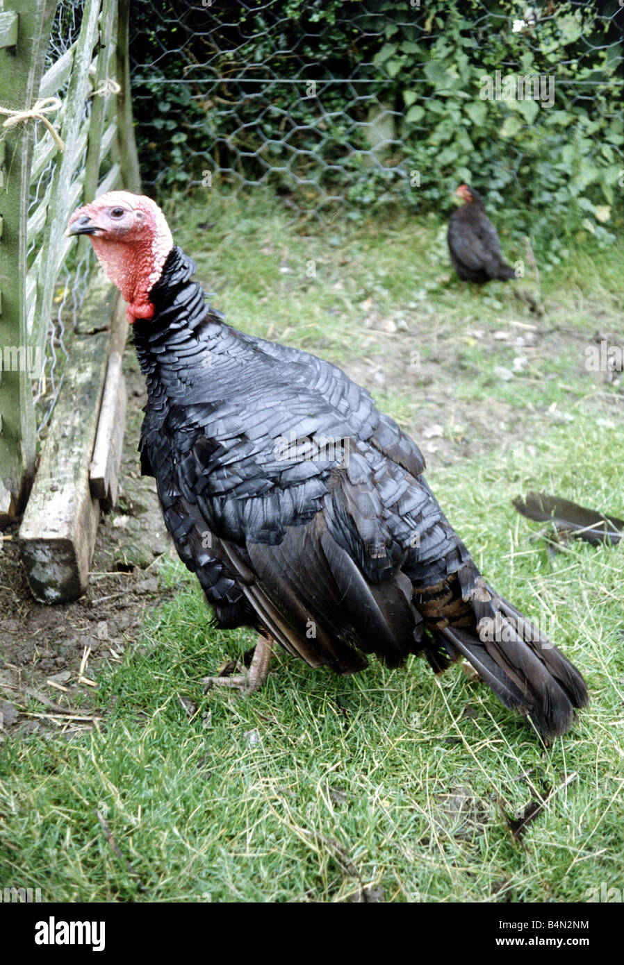 1970s farming norfolk hi-res stock photography and images - Alamy