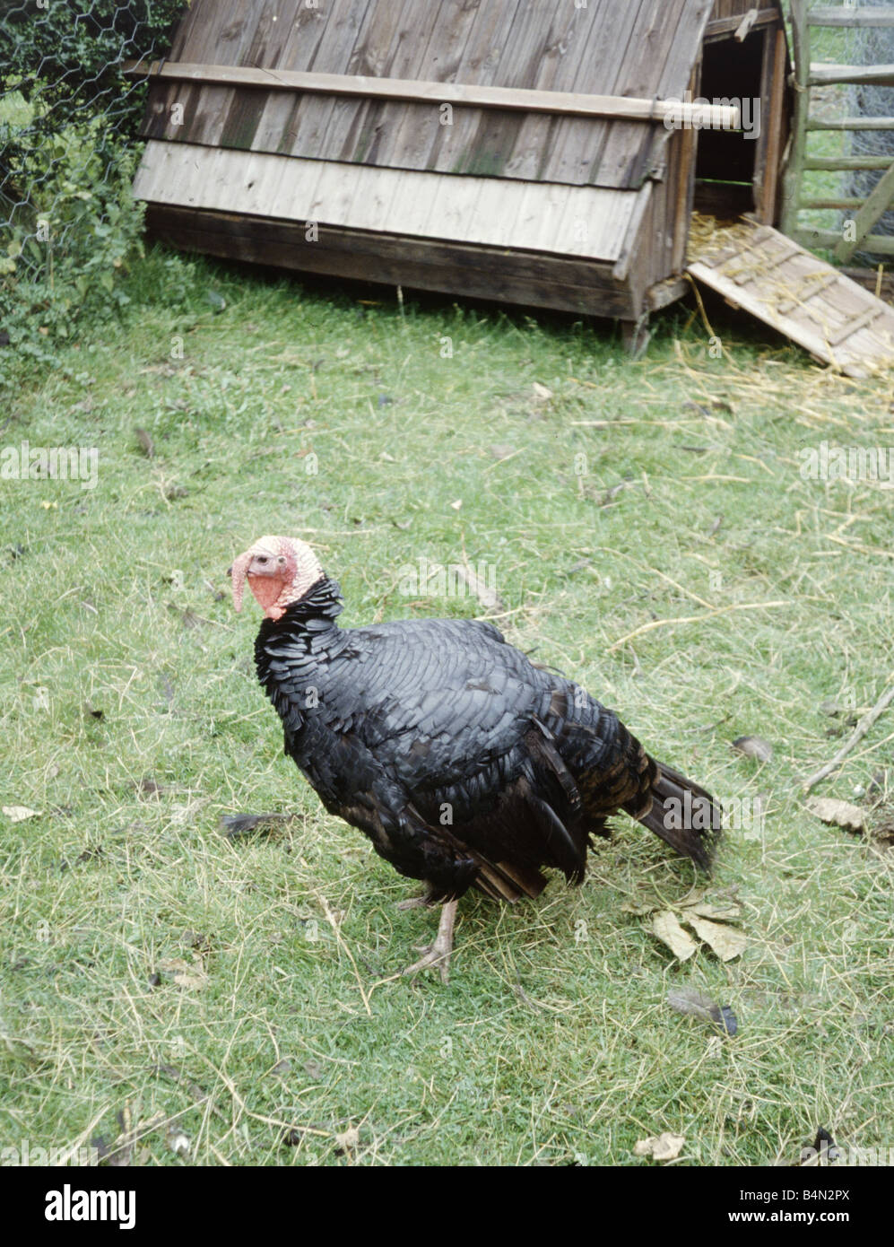 A Norfolk black turkey on a farm September 1979 Stock Photo - Alamy
