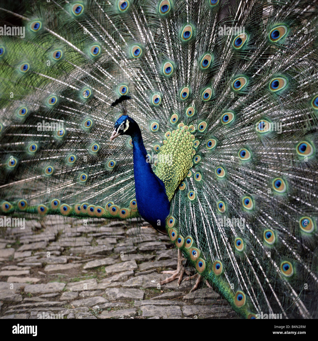 A peacock at Tapely Park in Devon May 1981 Stock Photo - Alamy