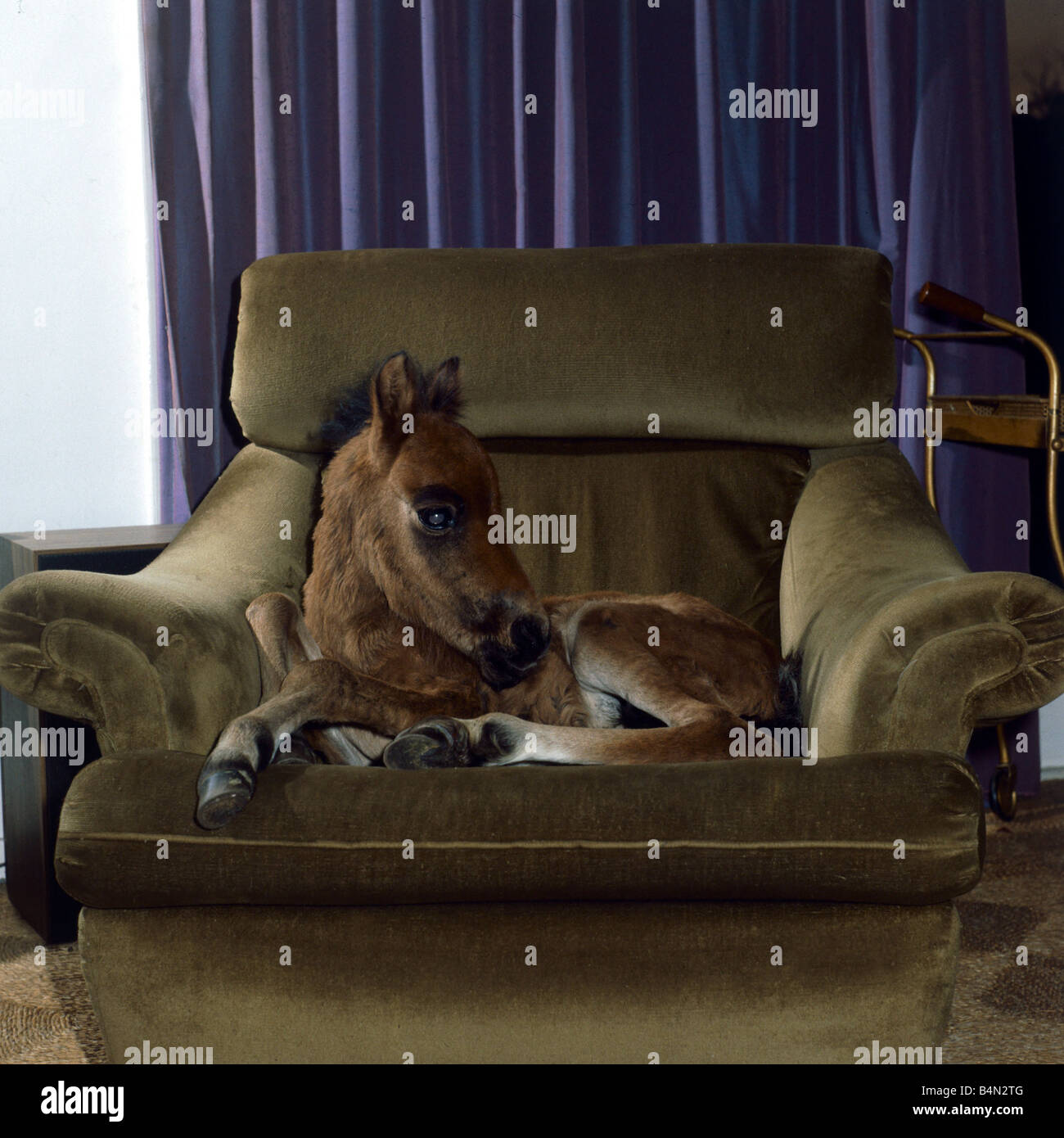 Horse sitting down sofa hi-res stock photography and images - Alamy