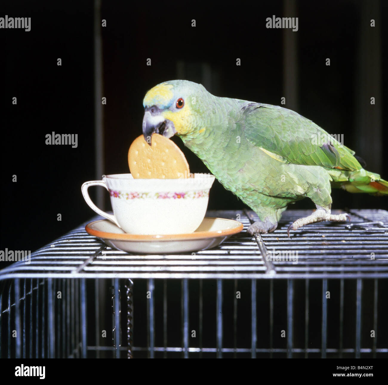 Dunking birds hi-res stock photography and images - Alamy