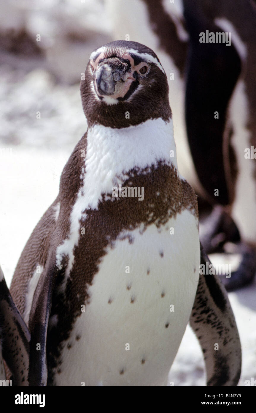 Two humboldt penguins at Blackpool Zoo June 1976 Stock Photo - Alamy