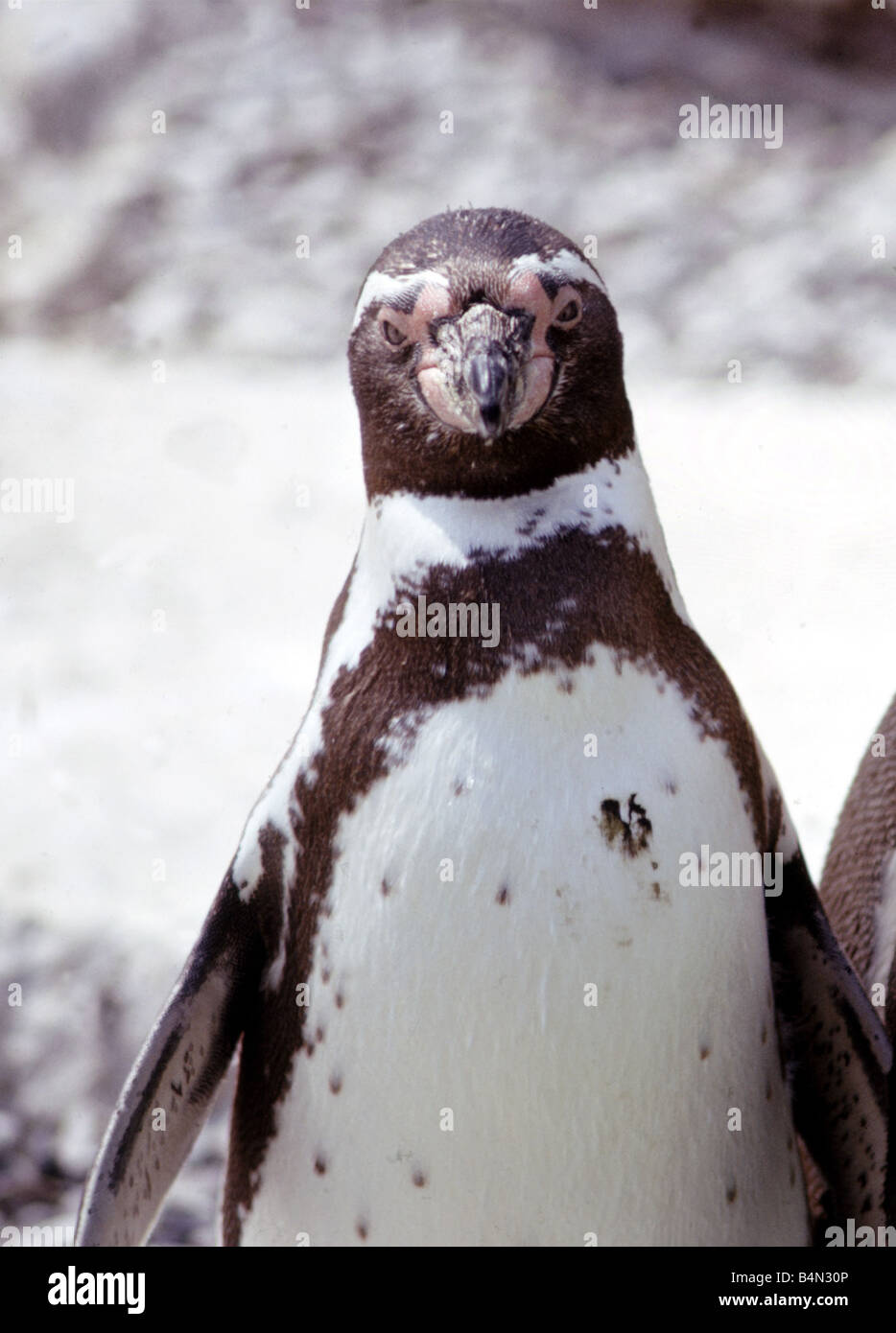 Blackpool zoo animals hi-res stock photography and images - Alamy