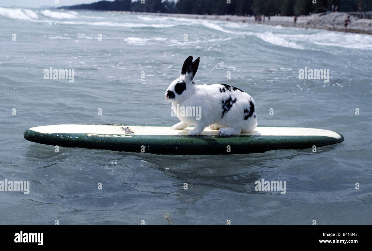 Hazel the surfing rabbit on a surfboard in the sea June 1981 Stock ...