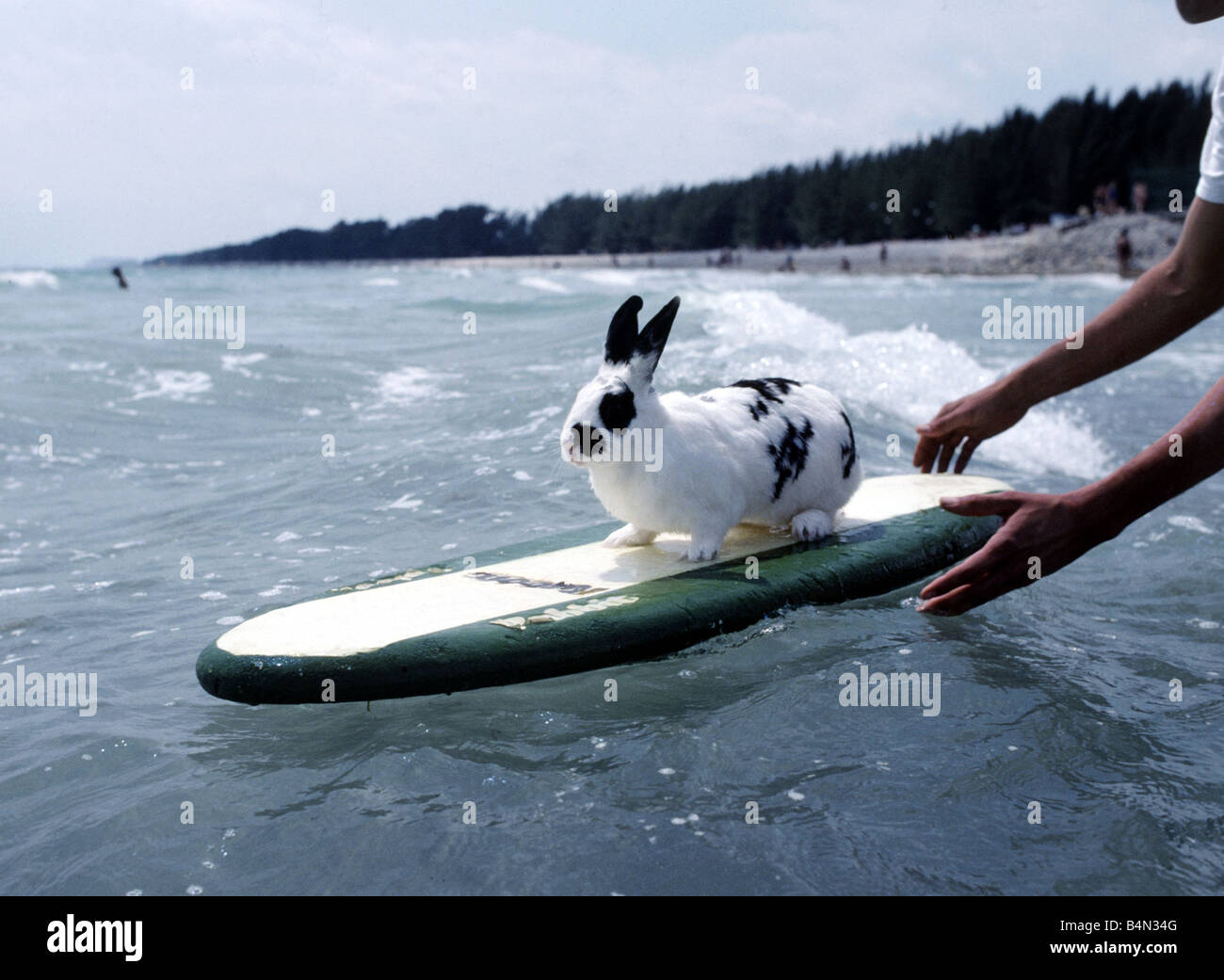 Hazel the surfing rabbit on a surfboard in the sea June 1981 Stock ...