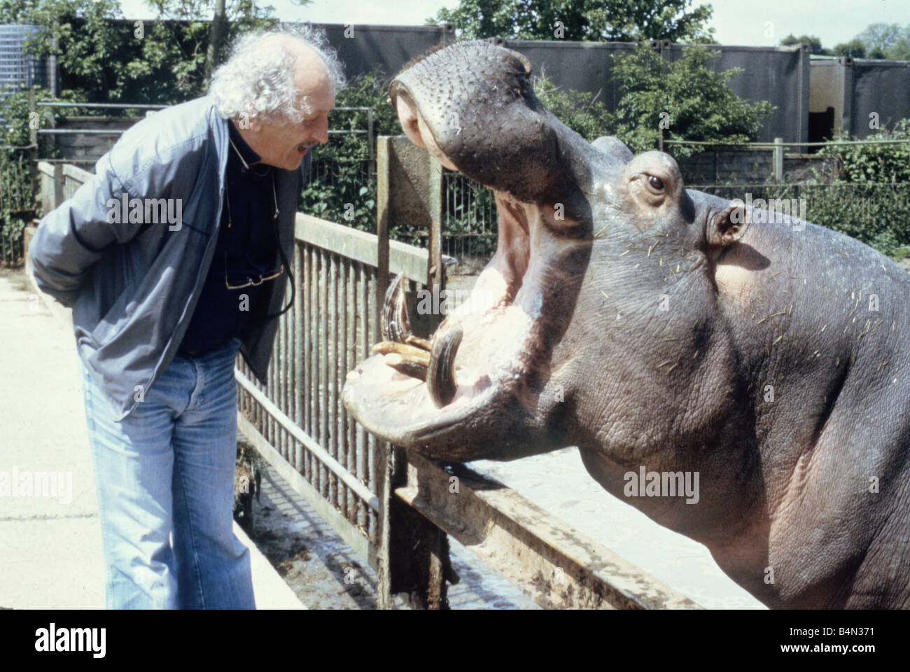 Zoo vet David Taylor checks the teeth of hippo Ben at Chessington Zoo ...