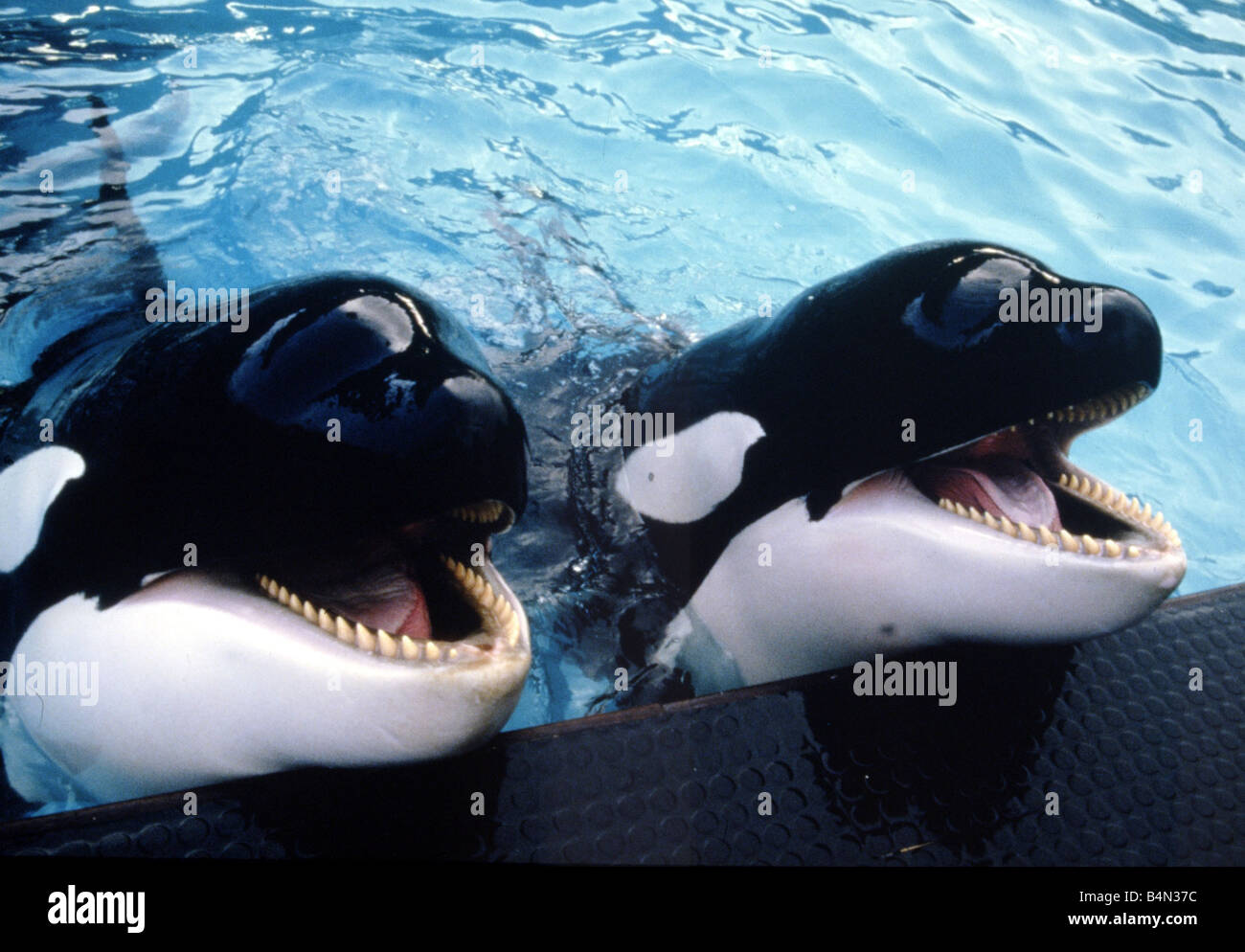Killer whales Winnie and Nemo at Windsor Safari Park April 1986 Stock ...