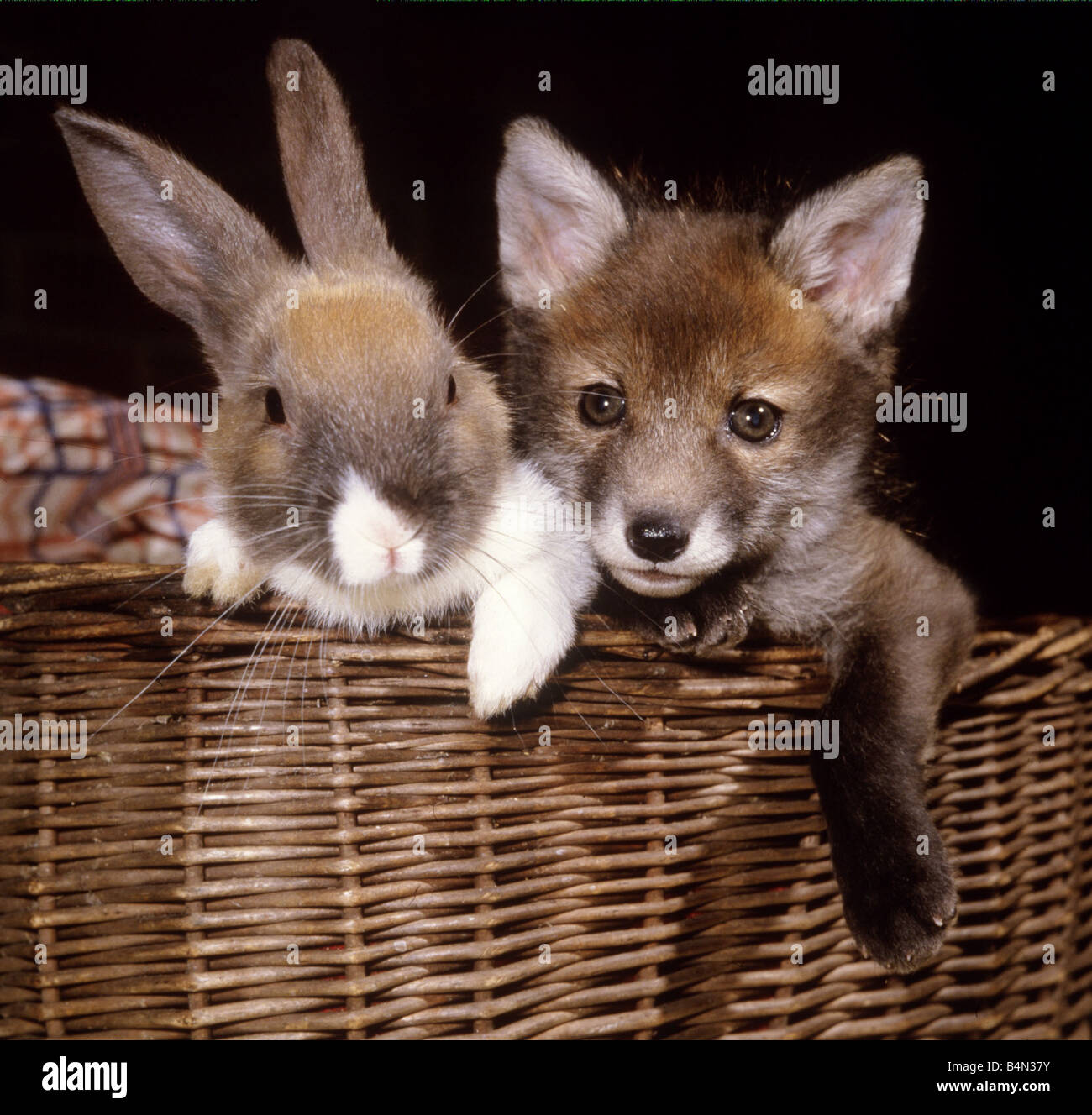 Rabbit And Fox High Resolution Stock Photography and Images - Alamy