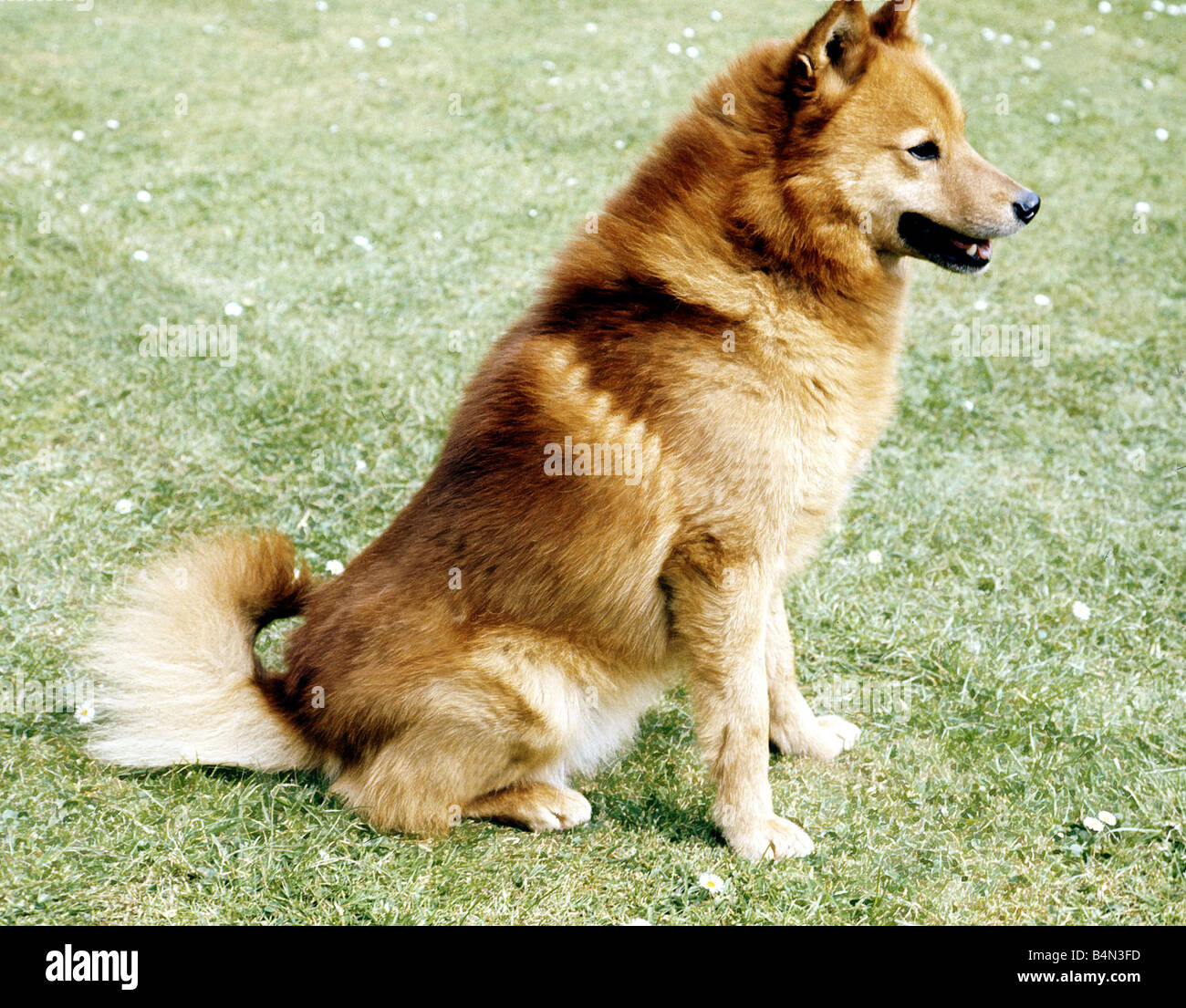 A Finnish Spitz dog sitting down June 1987 Stock Photo - Alamy