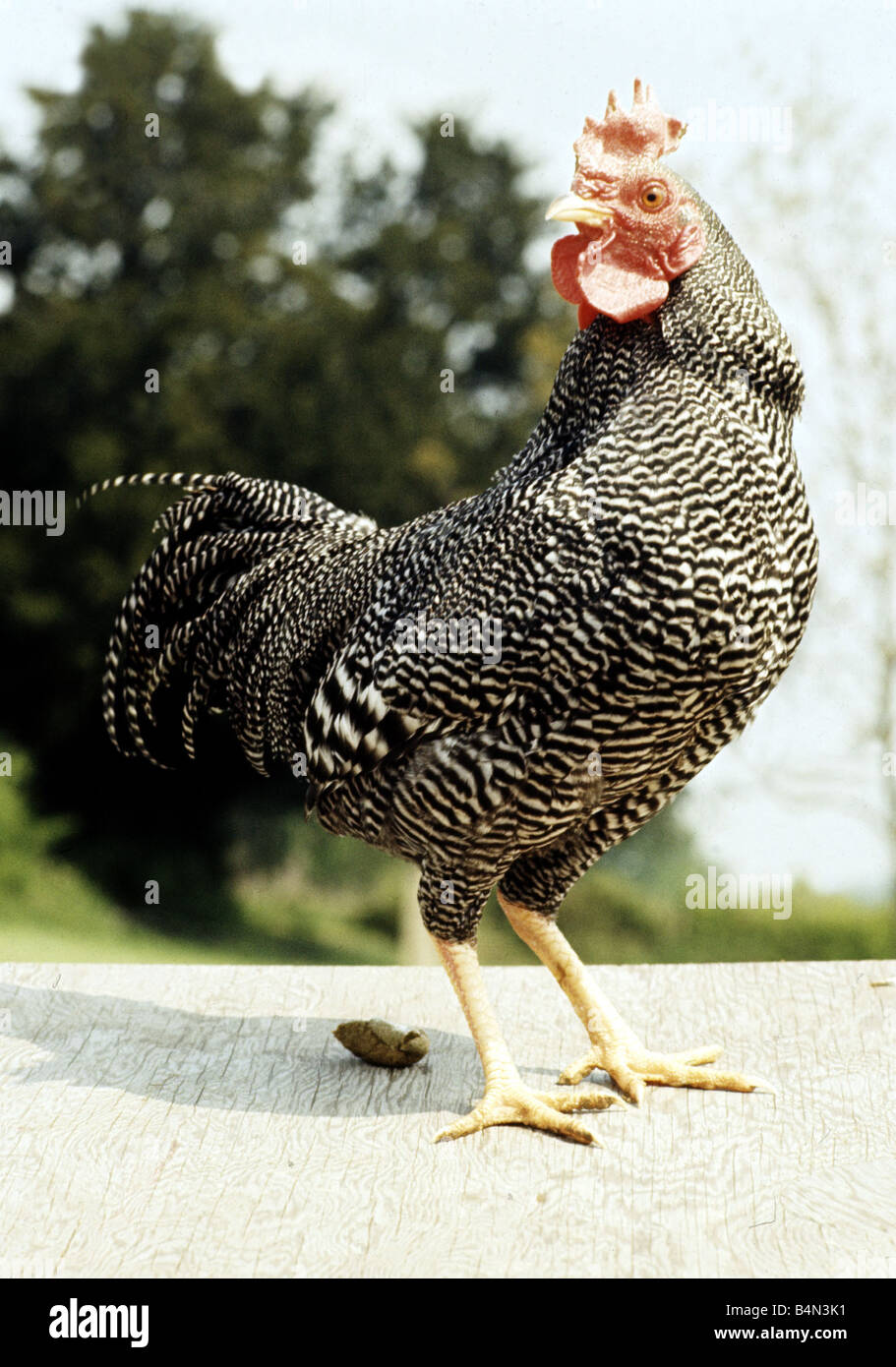 A Barred Plymouth Rock Chicken February 1989 Stock Photo - Alamy