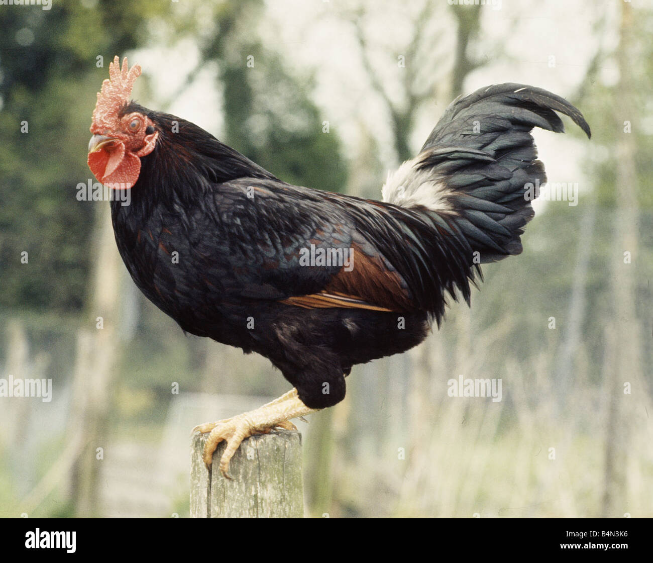 Chicken birds hi-res stock photography and images - Alamy