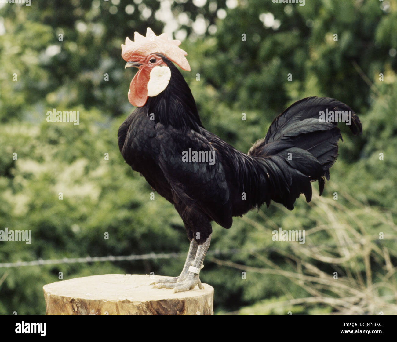 A Minorca Bantam Chicken February 1989 Stock Photo - Alamy
