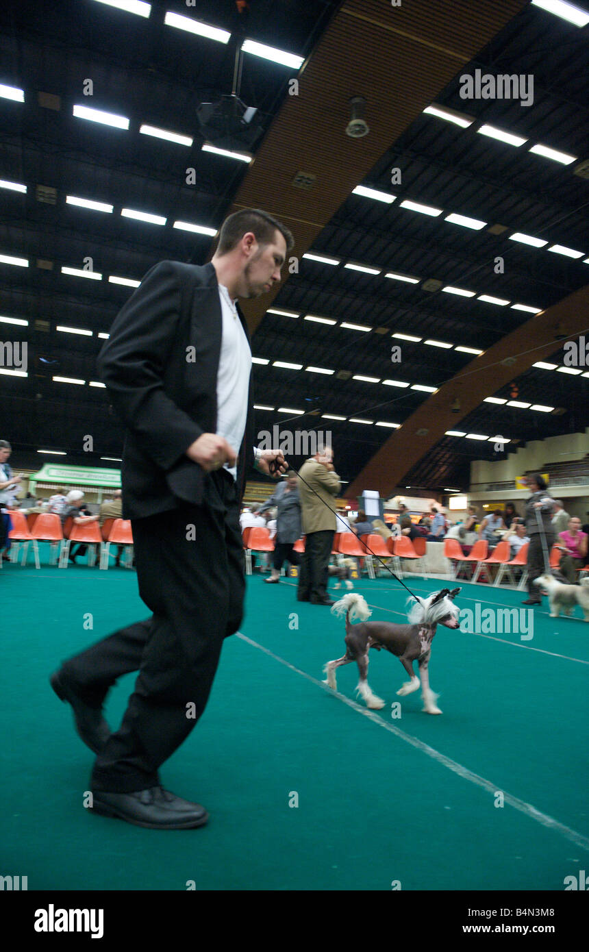 Chinese crested dog show hi-res stock photography and images - Alamy