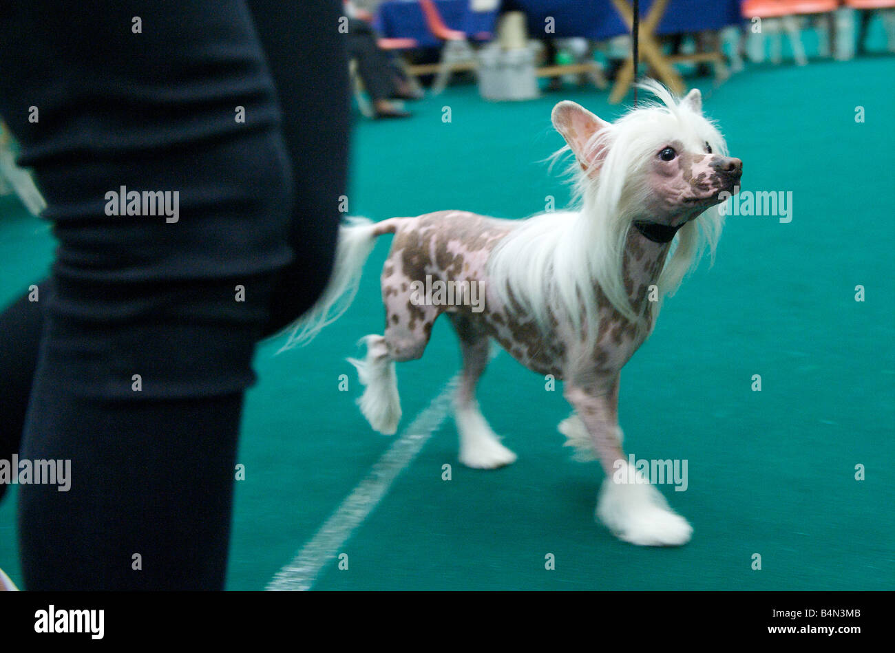 Chinese crested dog show hi-res stock photography and images - Alamy