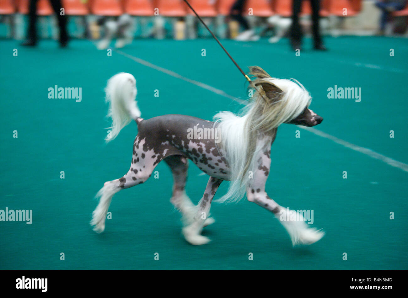 Chinese crested dog show hi-res stock photography and images - Alamy