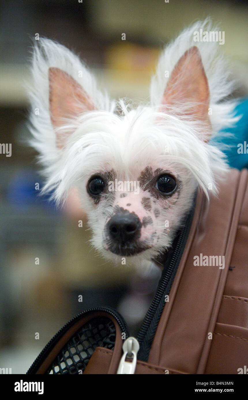 Chinese crested dog show hi-res stock photography and images - Alamy
