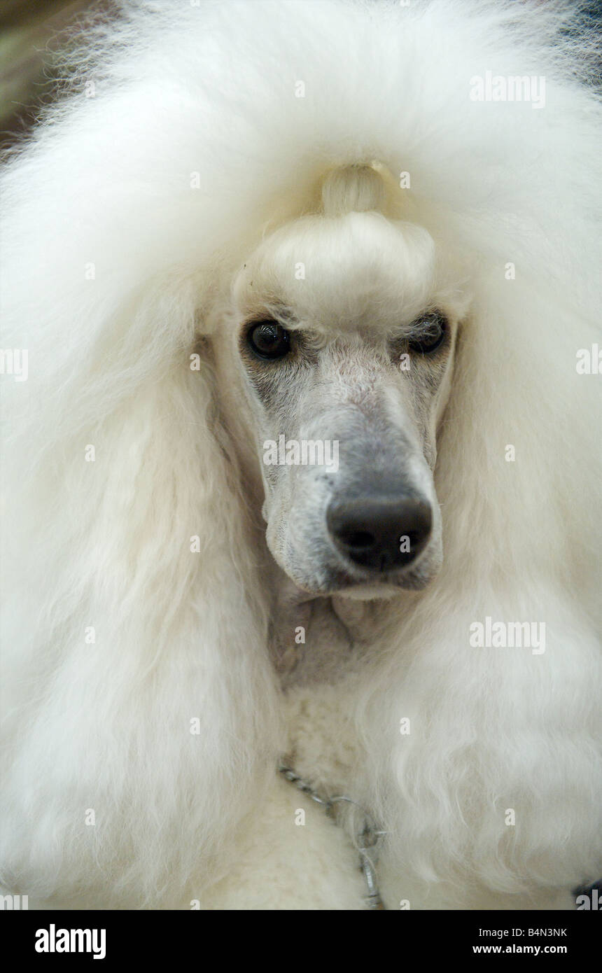 Toy poodle dog show hi-res stock photography and images - Alamy