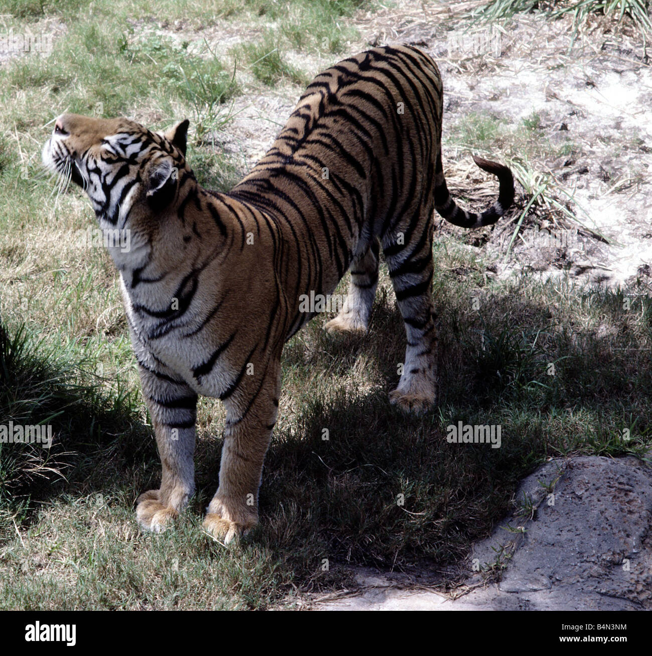 A Brown Tiger at a British zoo July 1984 Stock Photo - Alamy