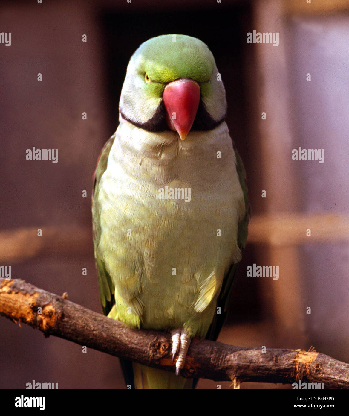 Perched parakeet hi-res stock photography and images - Alamy