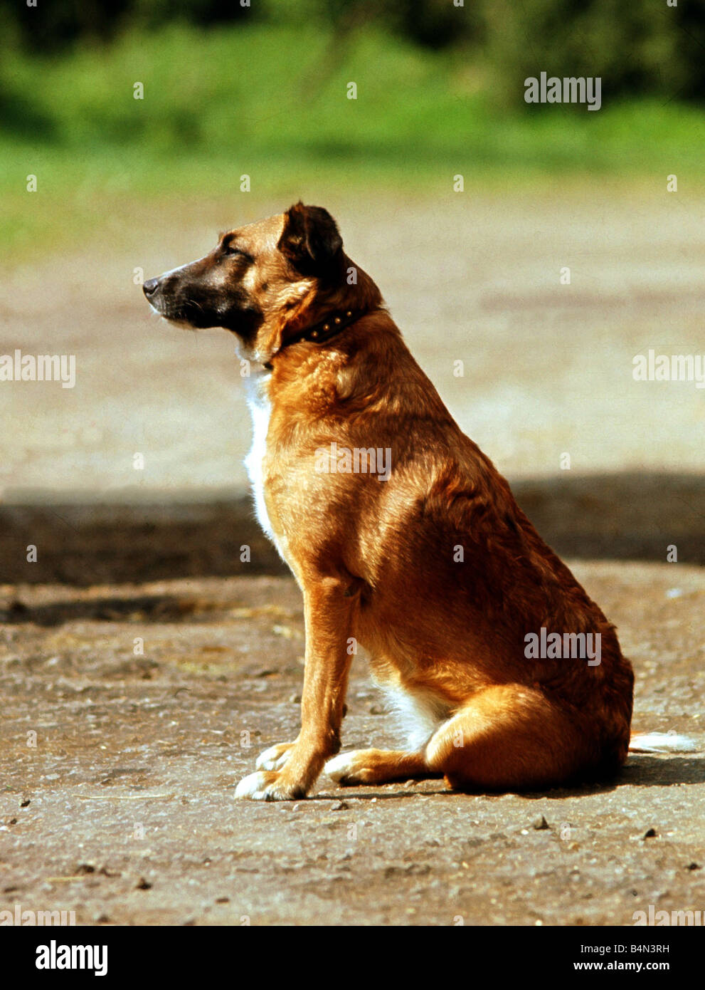 A dog sitting down June 1968 Stock Photo - Alamy