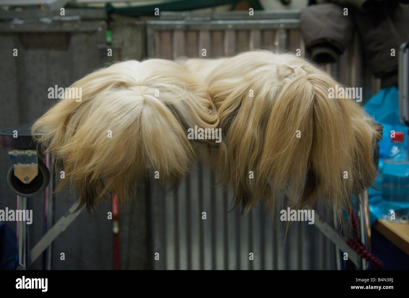 Animal arm hi-res stock photography and images - Alamy