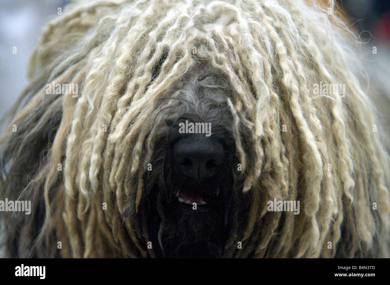 Rasta dog hi-res stock photography and images - Alamy