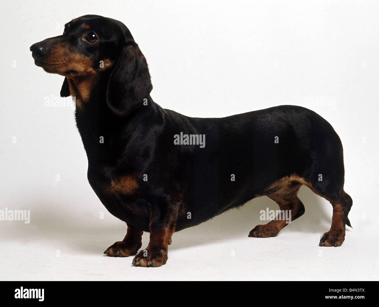 A dachshund dog June 1987 Stock Photo - Alamy