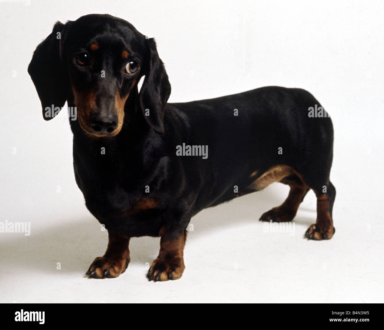 A dachshund dog June 1987 Stock Photo - Alamy