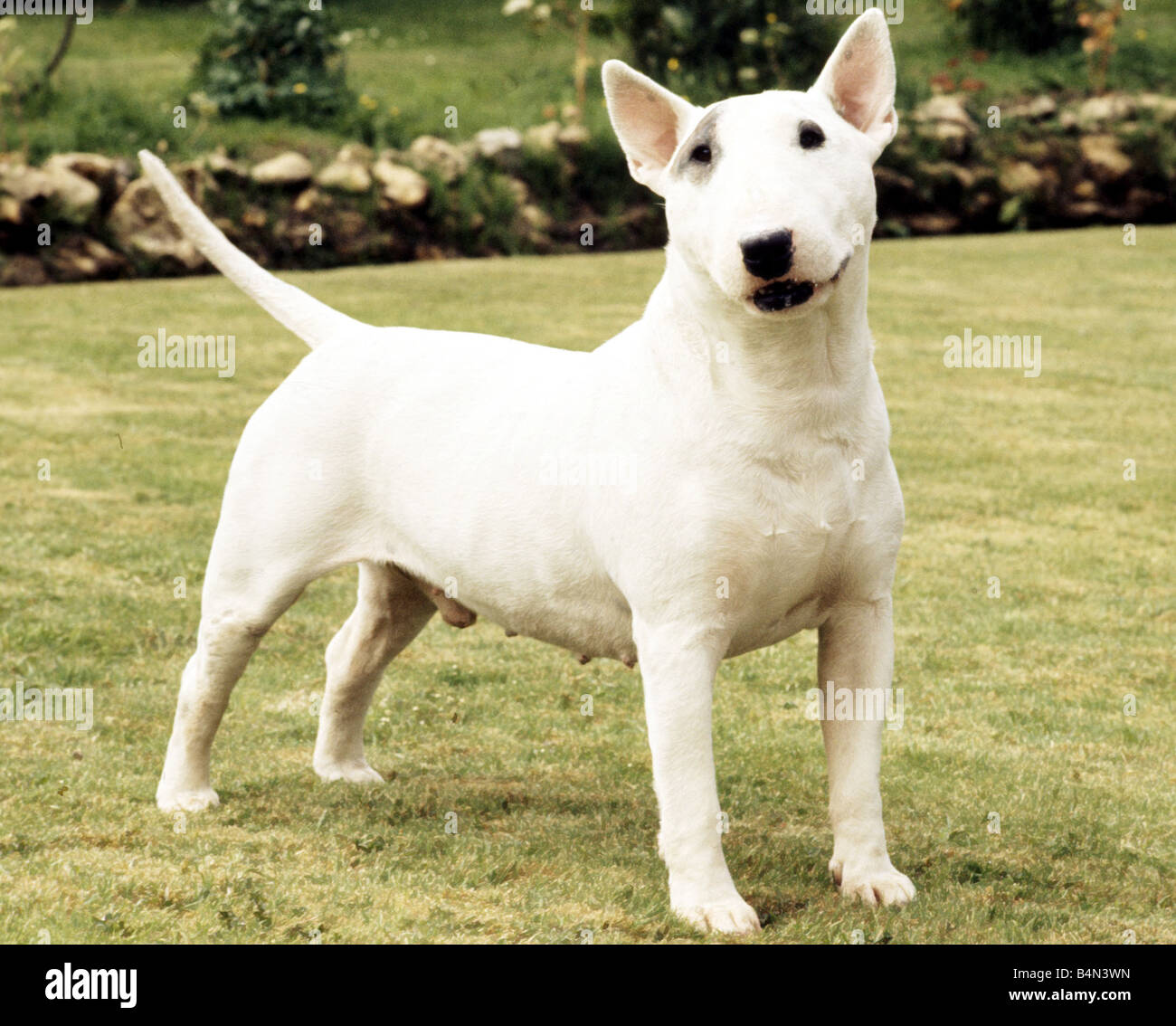 A Bull Terrier full length June 1987 Stock Photo - Alamy
