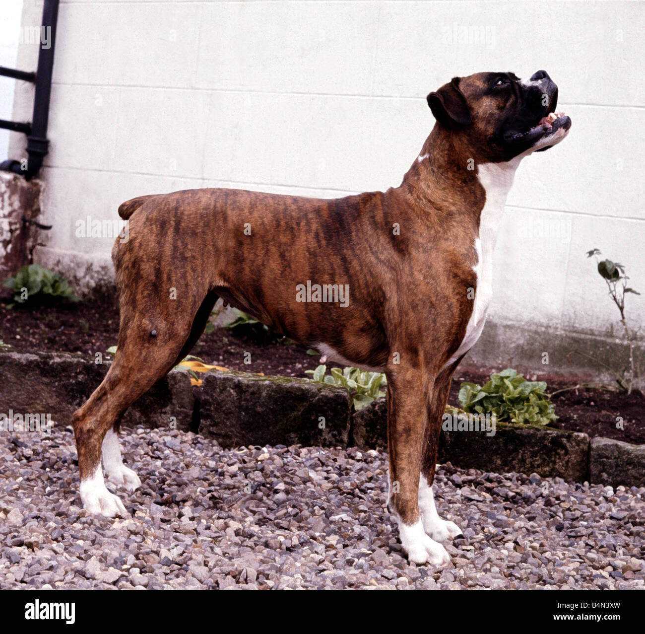 A boxer dog in profile June 1987 Stock Photo - Alamy