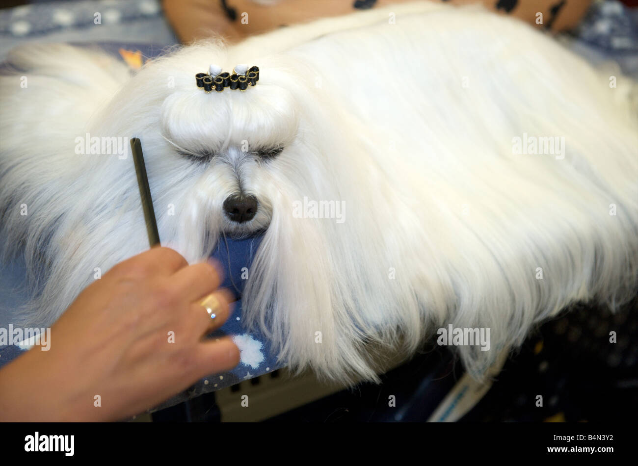 Posh hobby hi-res stock photography and images - Alamy