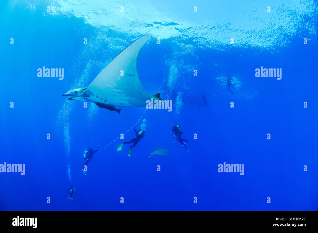 devil ray or devil fish Mobula tarapacana with scuba divers, Azores ...