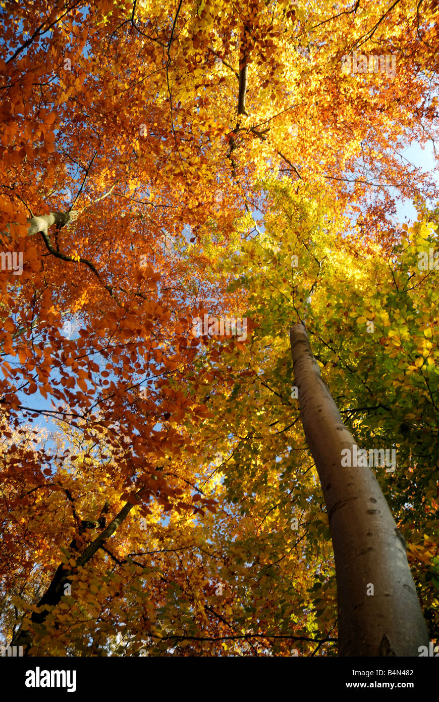Feuillage hi-res stock photography and images - Alamy