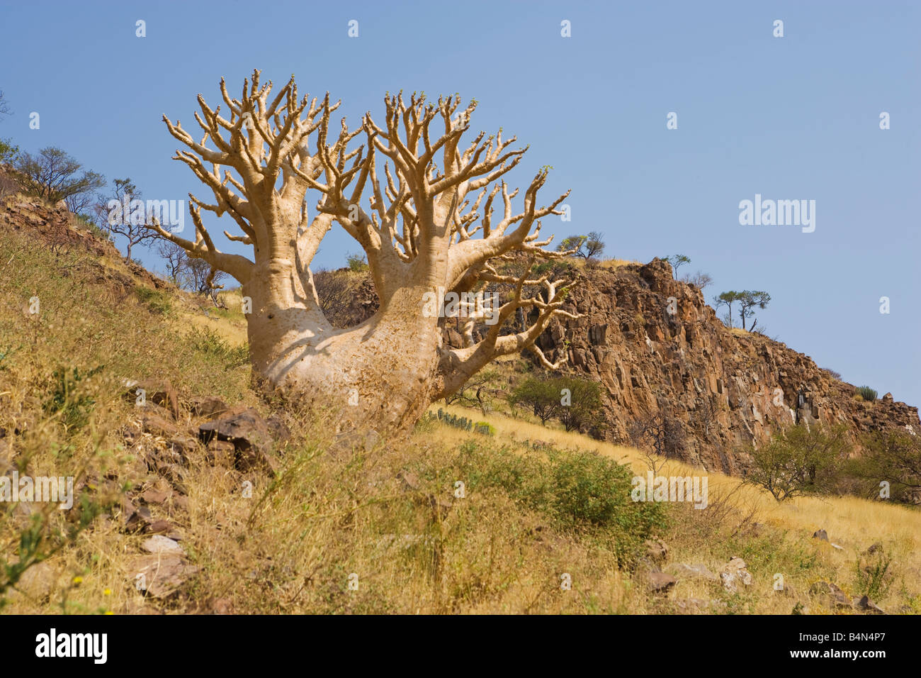 African Butter Tree High Resolution Stock Photography and Images - Alamy