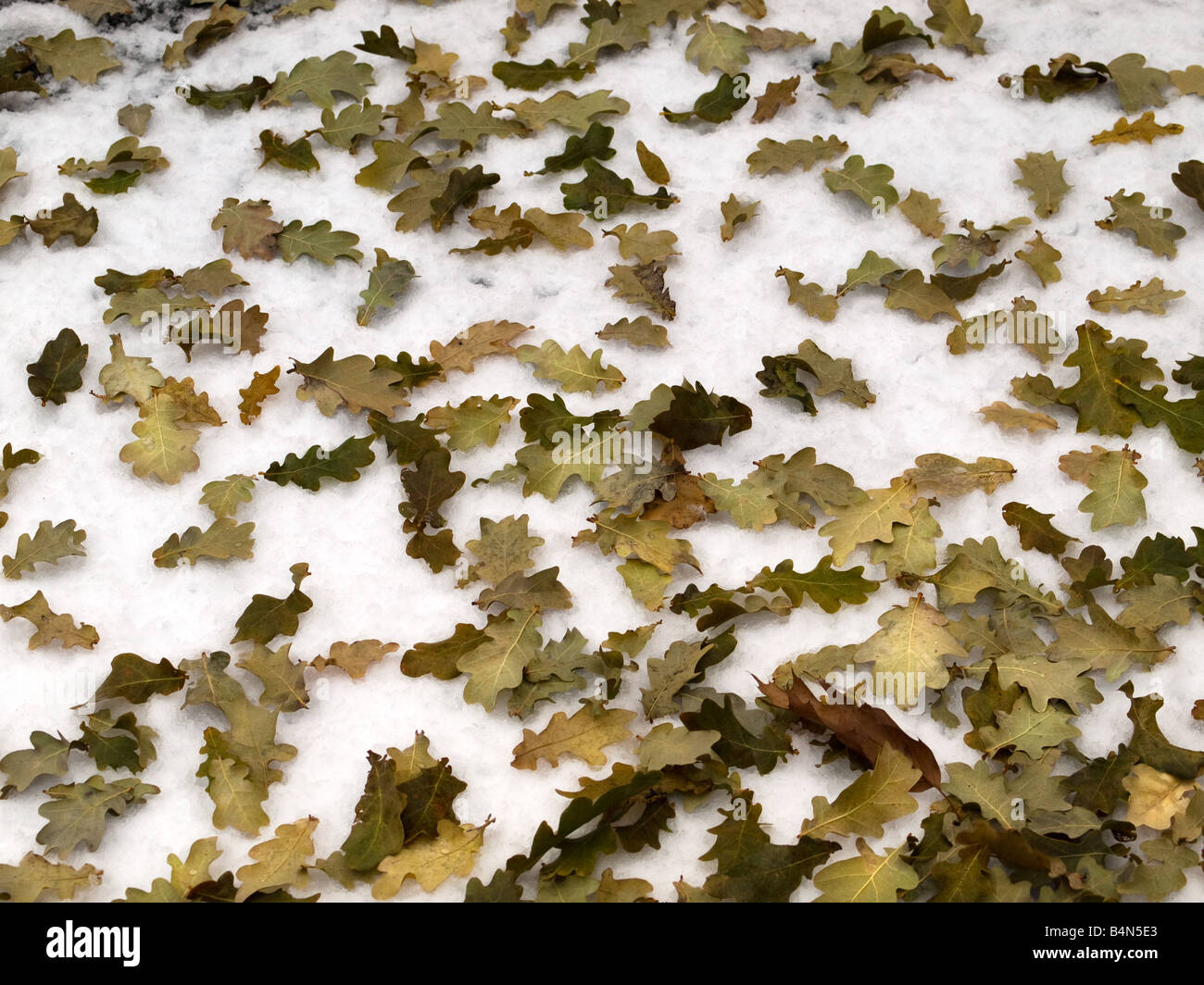 Quercus alba hi-res stock photography and images - Alamy
