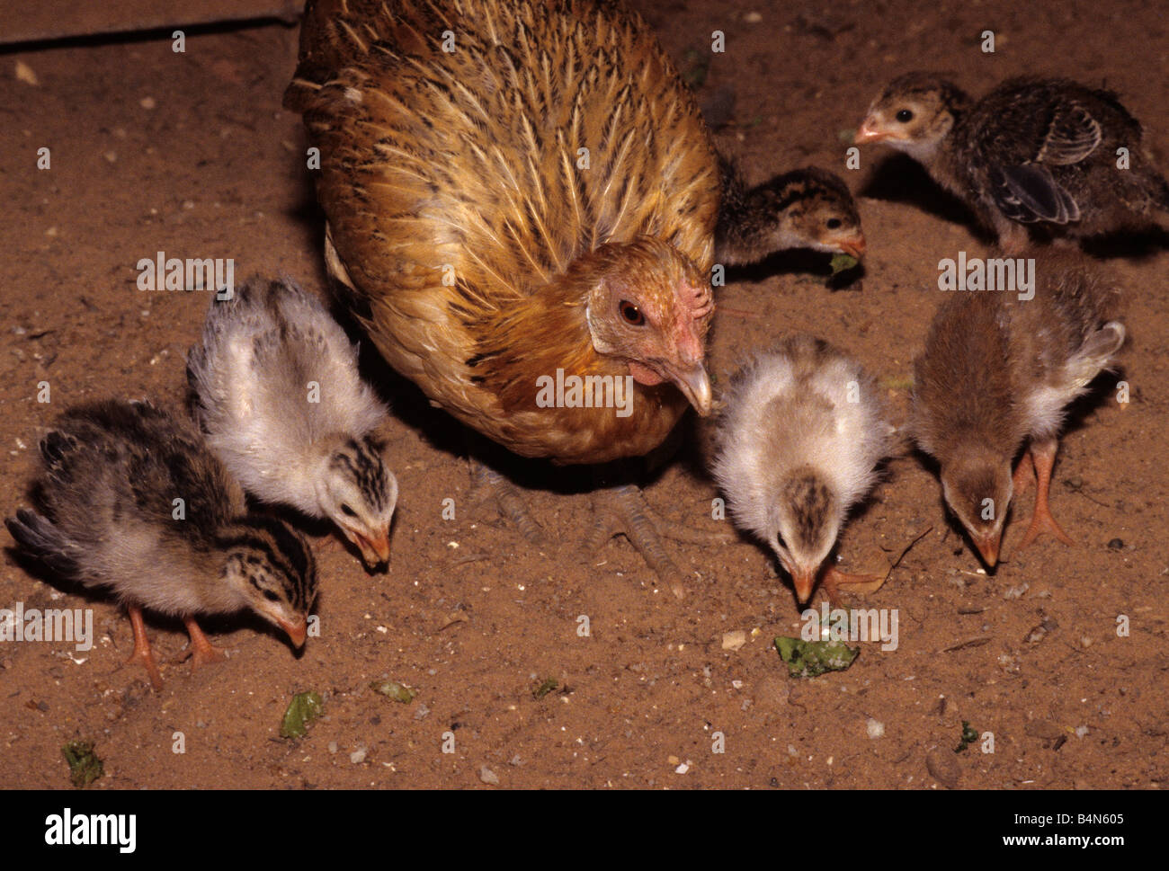 Four three week old hi-res stock photography and images - Alamy