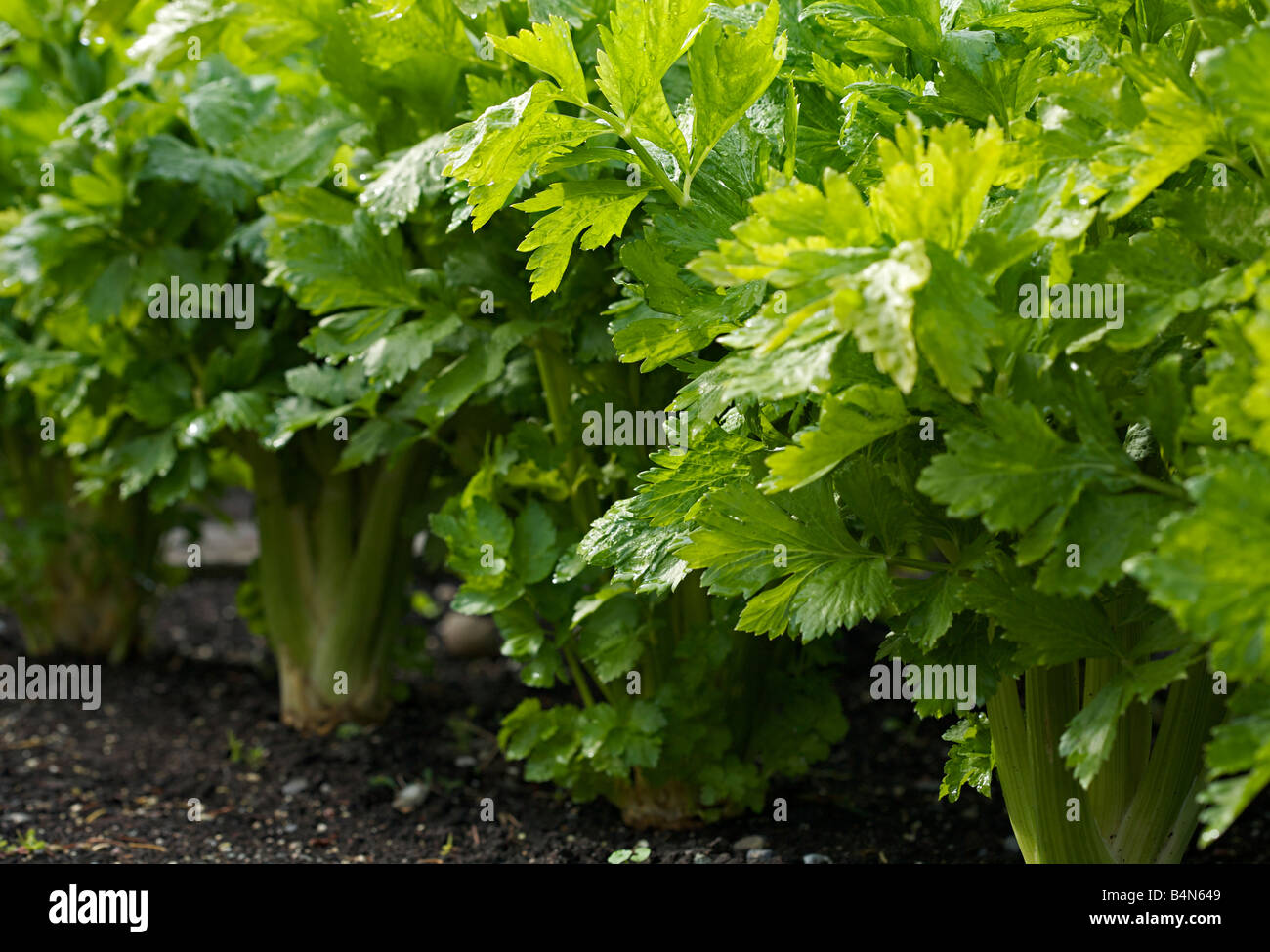 Celery plant in the garden, Apium graveolens Stock Photo - Alamy